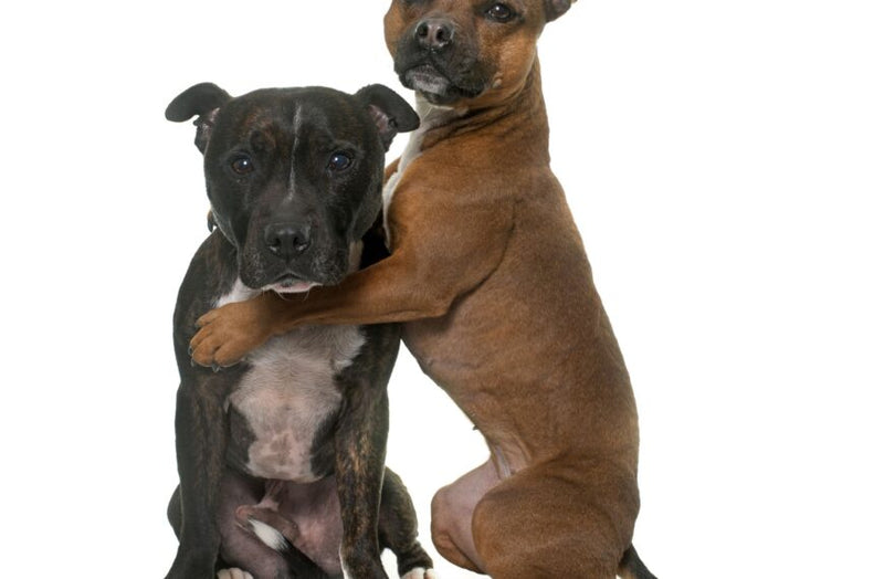 Hárání u feny – co musíte vědět – Yoggies